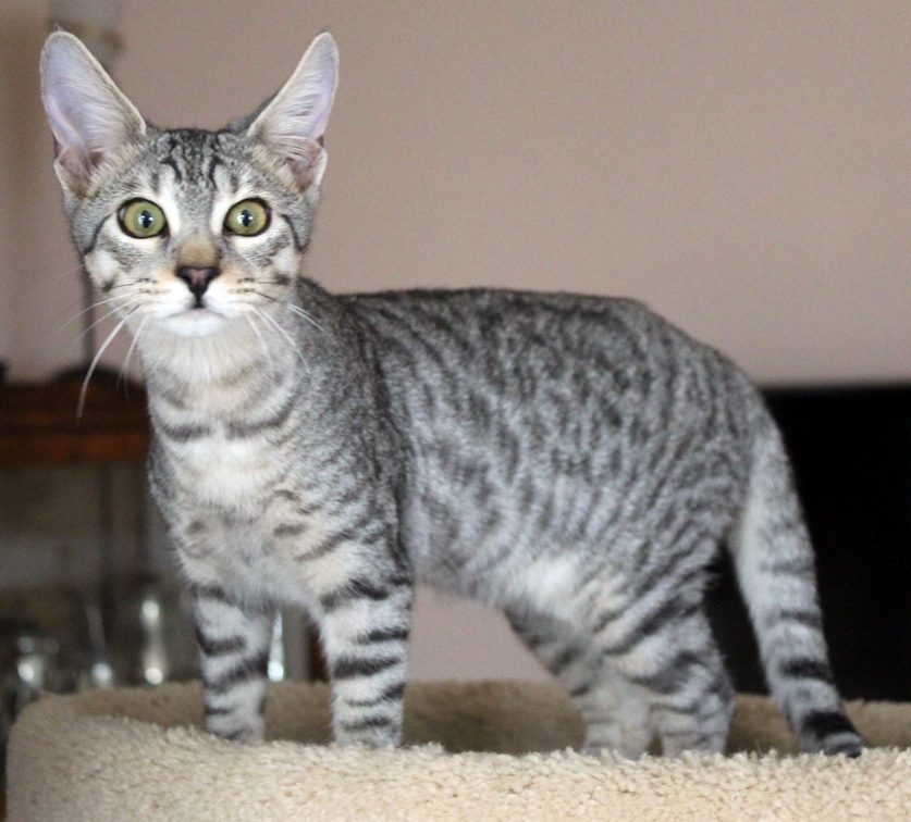 Savannah Cat Shetani F4
