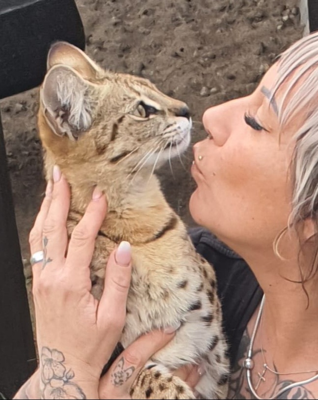 Savannah Shetani Cats Zuchtkatzen